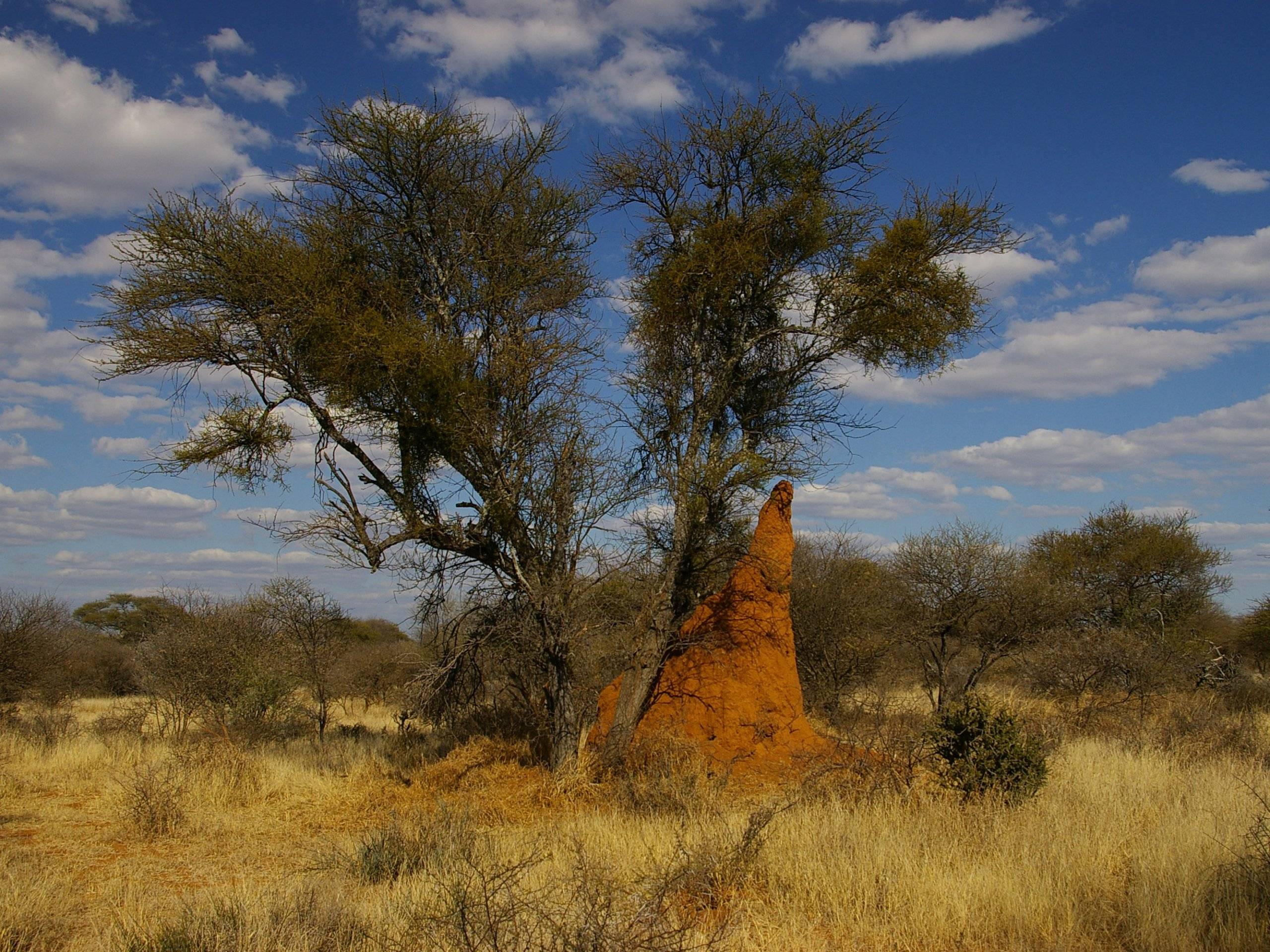 Palapye, Dystrykt Centralny Botswany, Botswana, największa...