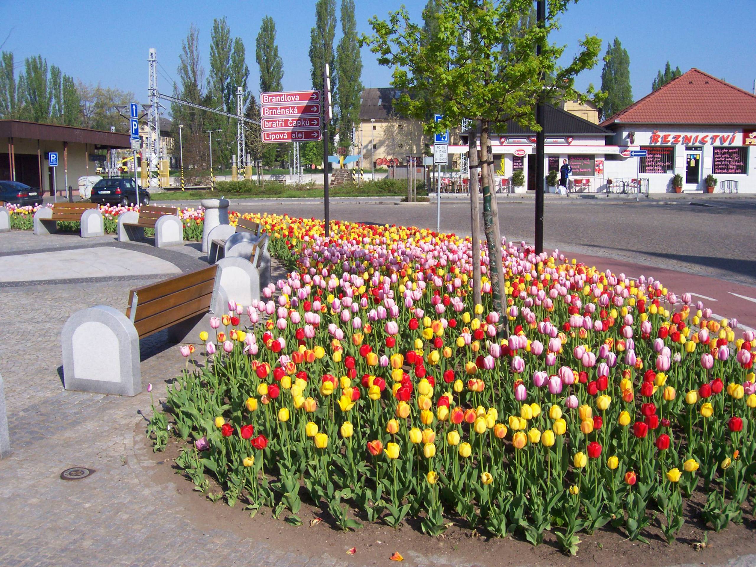 Opinie o miejscowości: Hodonin » Morawy » Czechy