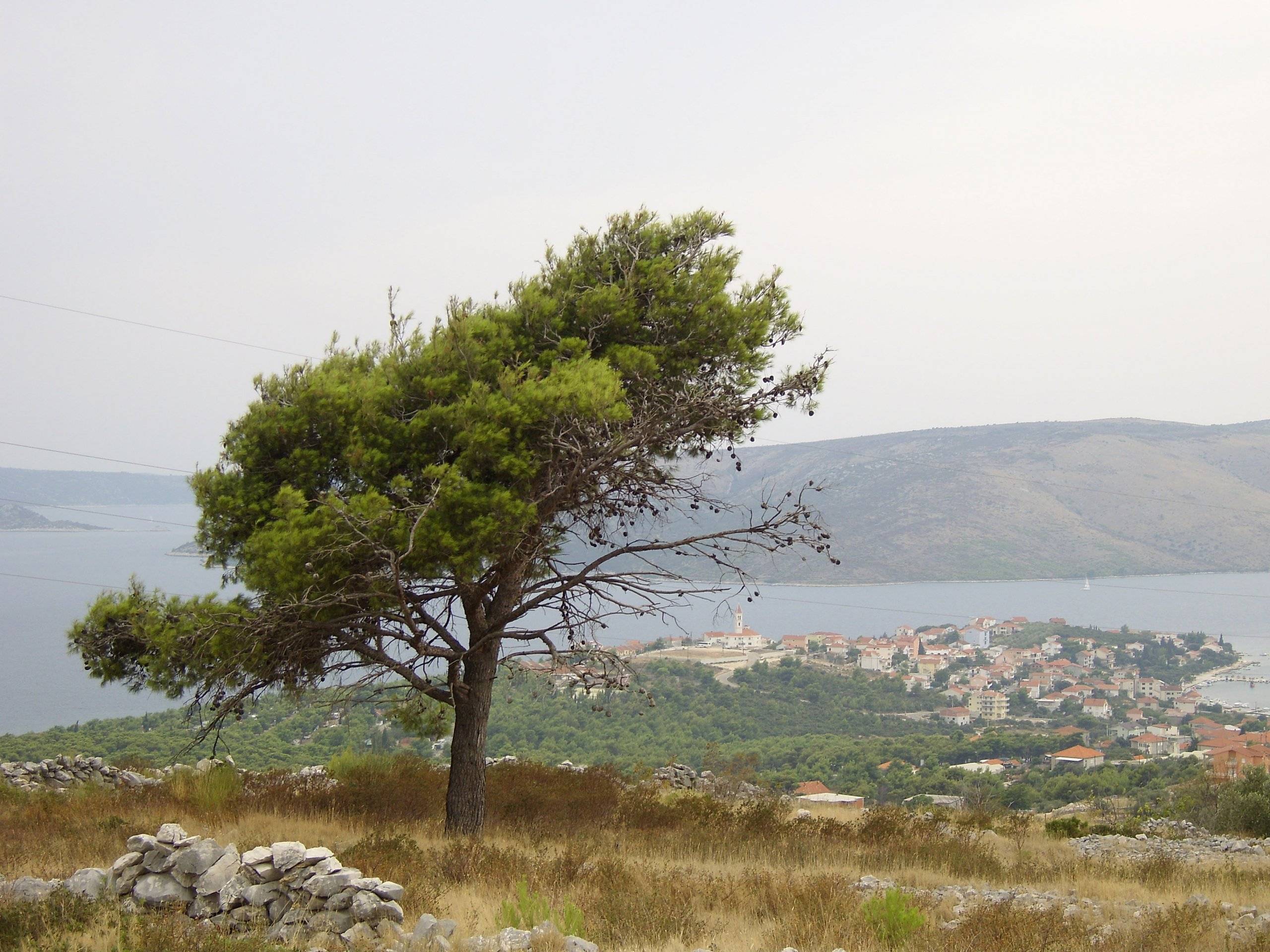 Dodaj opinie o miejscowości: Seget Donji » Dalmacja » Chorwacja